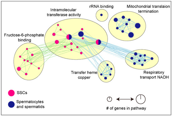 Mitochondrial Functionality in Male Fertility: From Spermatogenesis to ...