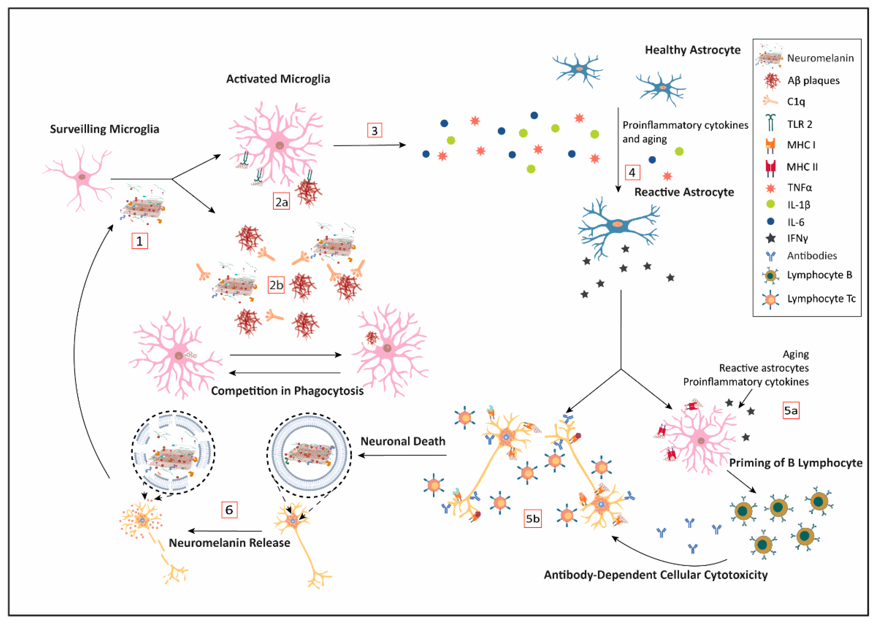 The Neuromelanin Paradox and Its Dual Role in Oxidative Stress and ...