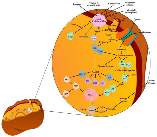 Comprehensive Review of Methodology to Detect Reactive Oxygen Species ...