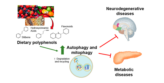 Antioxidants Free Full Text Dietary Polyphenols In Metabolic And