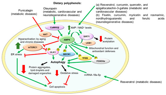 Antioxidants Free Full Text Dietary Polyphenols In Metabolic And