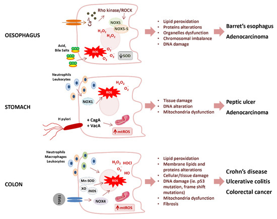 The Impact of Oxidative Stress in Human Pathology: Focus on ...
