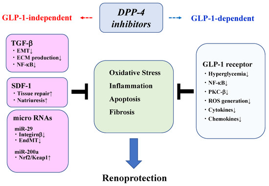 Renoprotective Effects of DPP-4 Inhibitors