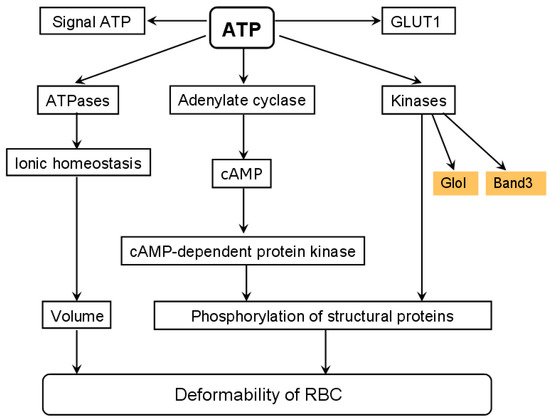 Carbonyl Stress in Red Blood Cells and Hemoglobin