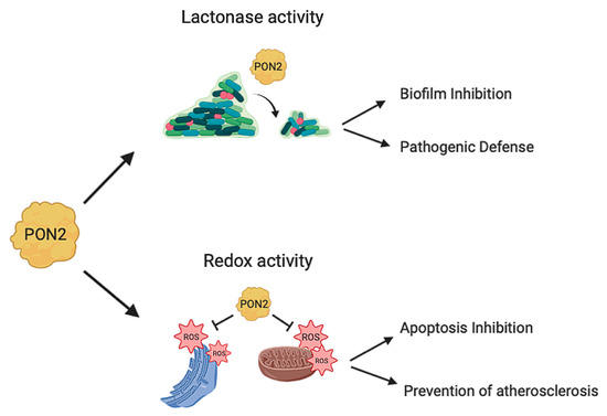 Human Paraoxonase-2 (PON2): Protein Functions and Modulation