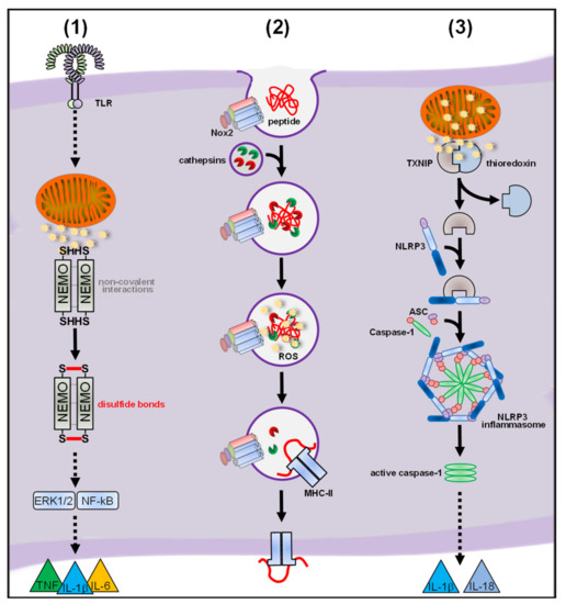 Functions of ROS in Macrophages and Antimicrobial Immunity