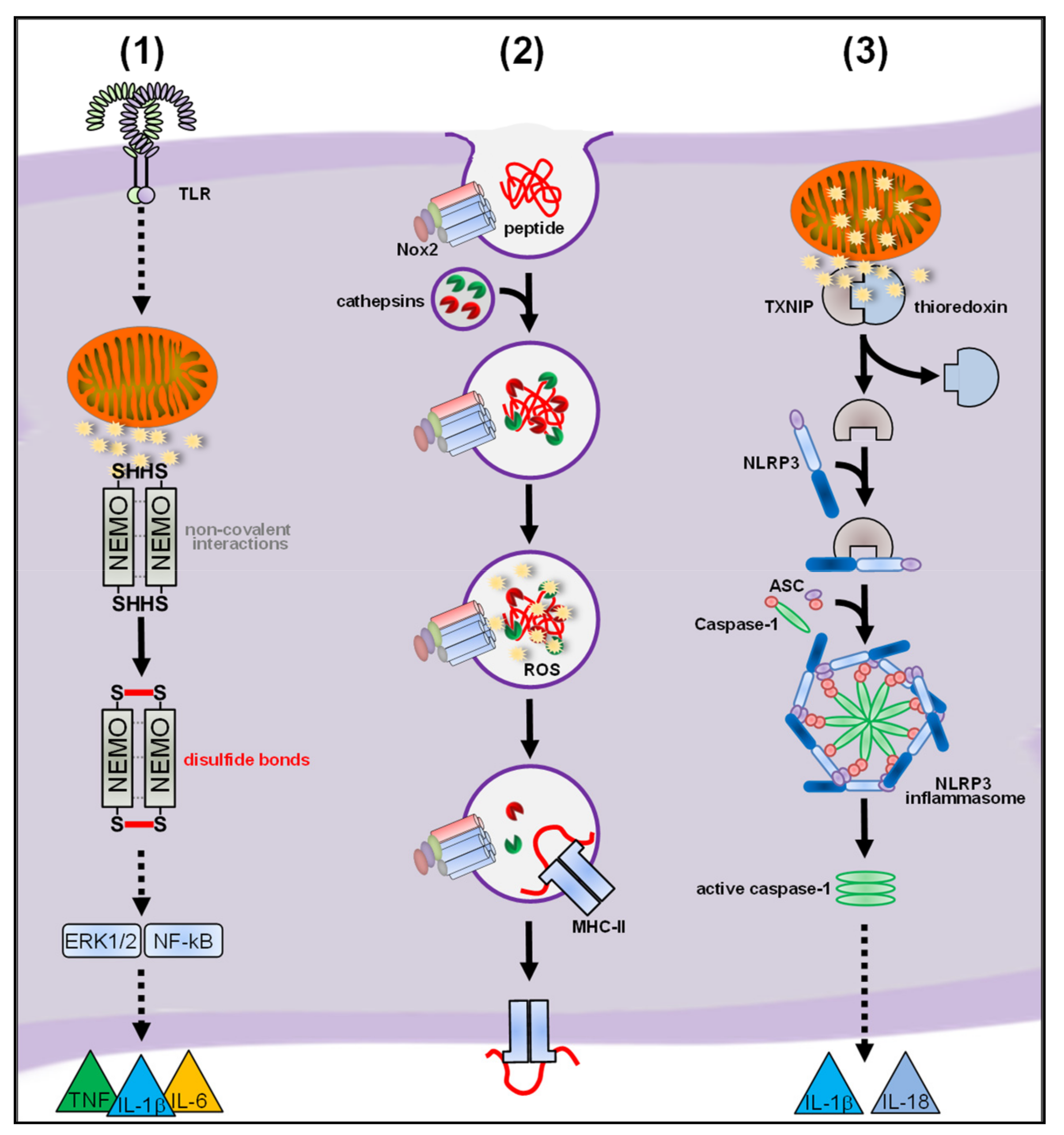 Antioxidants Free Full Text Functions Of Ros In Macrophages And