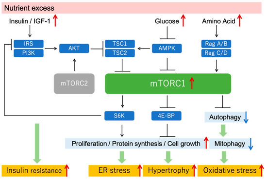 Roles of mTOR in Diabetic Kidney Disease