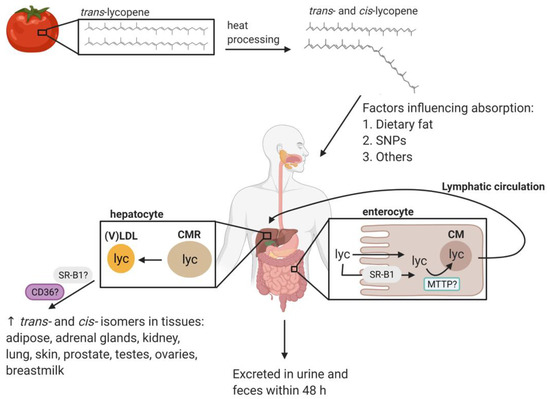 Lycopene: A Critical Review of Digestion, Absorption, Metabolism, and ...