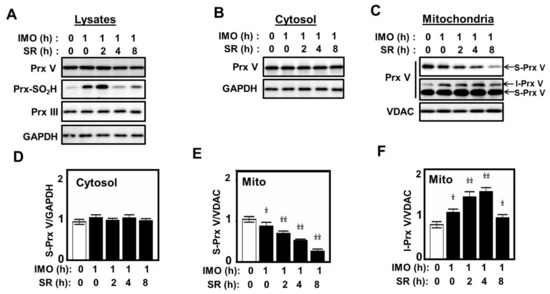 Maturation of Mitochondrially Targeted Prx V Involves a Second Cleavage ...