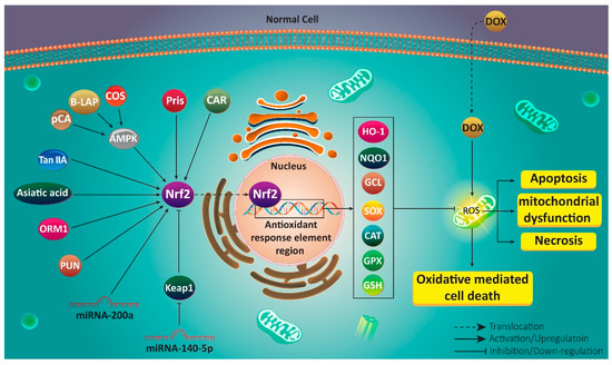 Antioxidants Free Full Text Nrf2 Signaling Pathway In