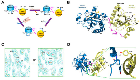 Structural Insights into a Bifunctional Peptide Methionine Sulfoxide ...