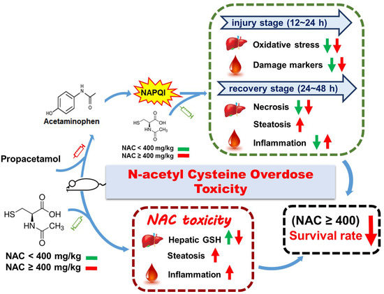 Antioxidants | Free Full-Text | N-Acetyl Cysteine Overdose Inducing ...