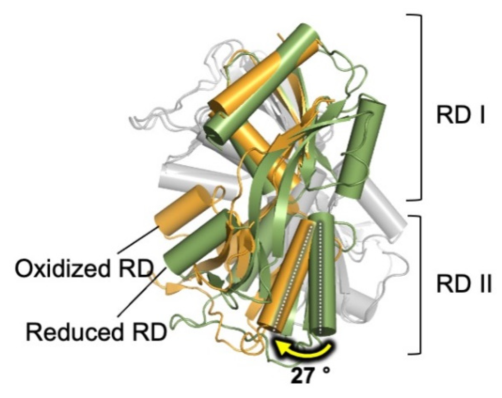 How Bacterial Redox Sensors Transmit Redox Signals via Structural Changes