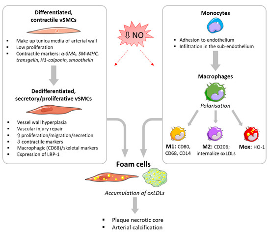Phenotypic Modulation of Macrophages and Vascular Smooth Muscle Cells in Atherosclerosis—Nitro ...