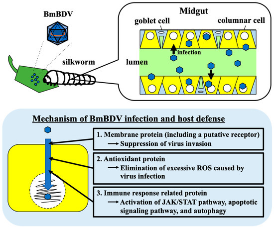 Host Response against Virus Infection in an Insect: Bidensovirus ...