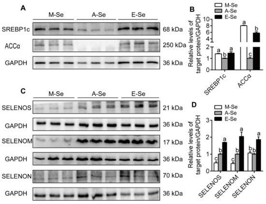 Dietary Marginal and Excess Selenium Increased Triglycerides Deposition ...