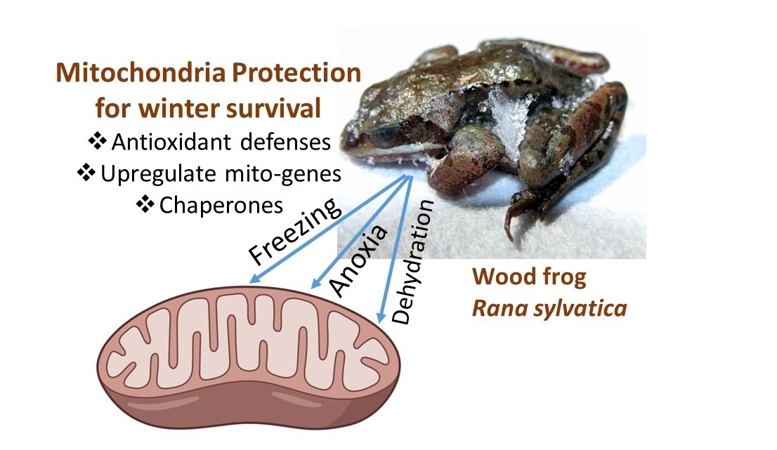 Wood Frog Life Cycle