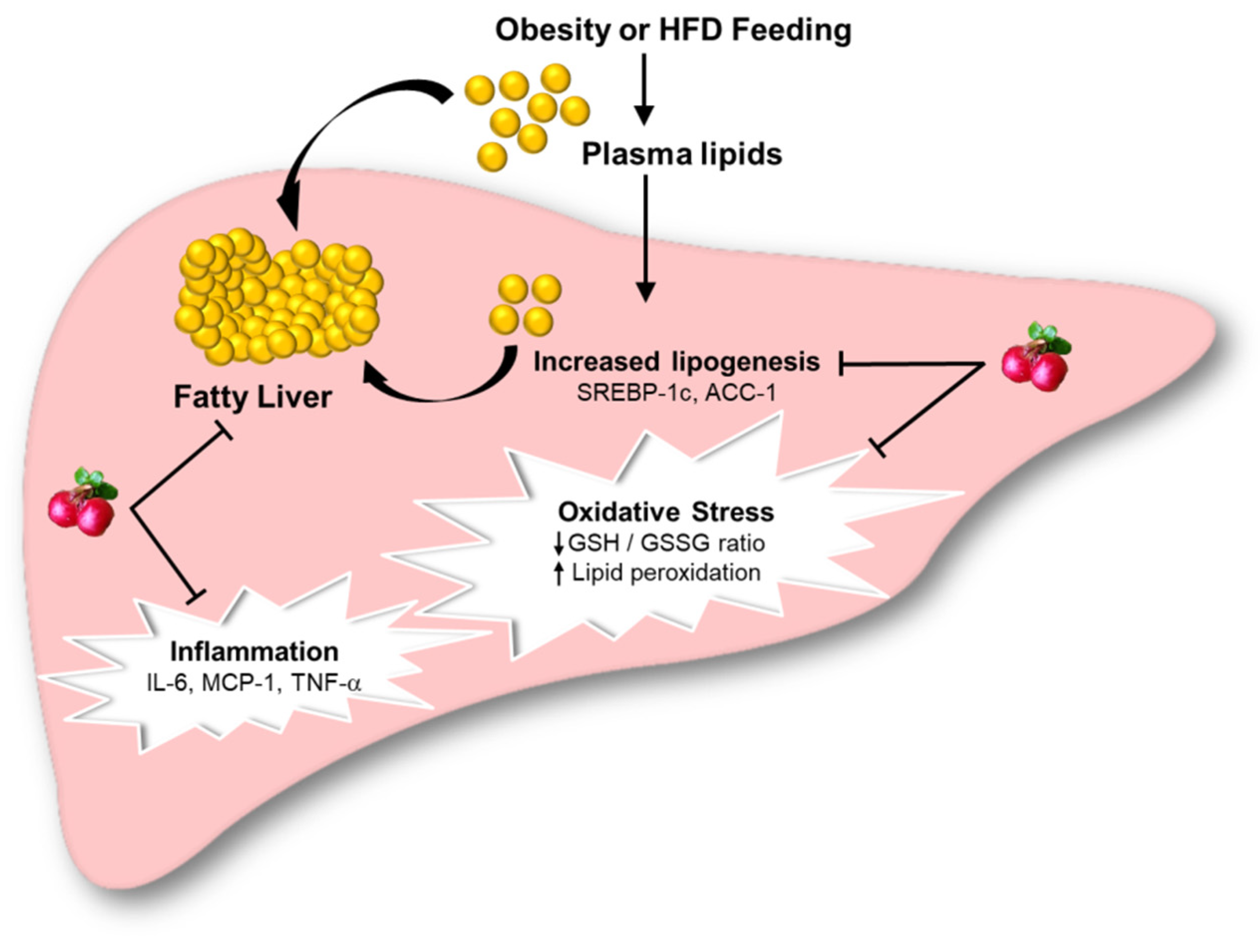 Lingonberry Improves Non Alcoholic Fatty Liver Disease By Reducing