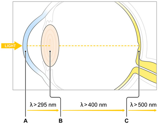 Factors Differentiating the Antioxidant Activity of Macular ...