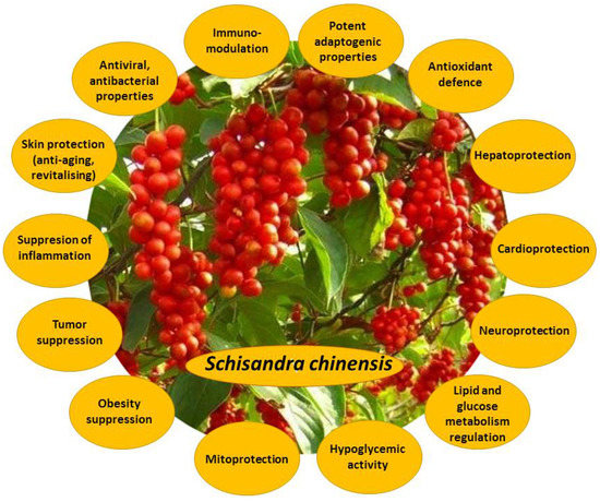 Antioxidant Effects of Schisandra chinensis Fruits and Their Active ...