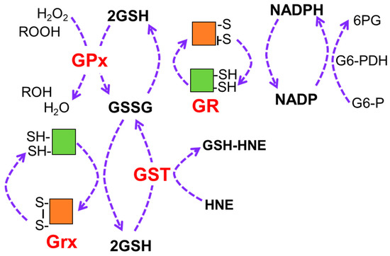 Glutathione Metabolism and the Novel Role of Mitochondrial GSH in ...