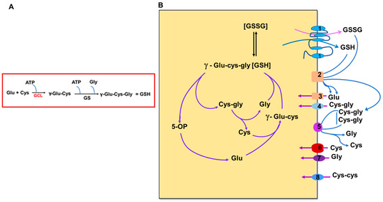 Glutathione Metabolism and the Novel Role of Mitochondrial GSH in ...