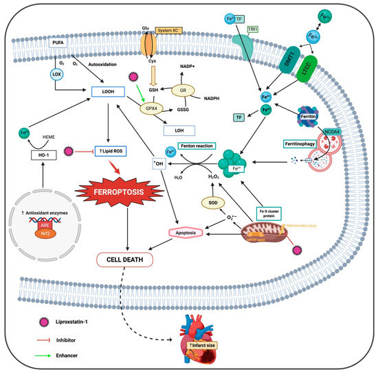 Targeting Ferroptosis against Ischemia/Reperfusion Cardiac Injury