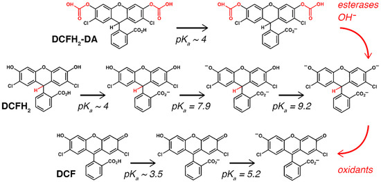 Analysis and Optimization of Conditions for the Use of 2′,7 ...