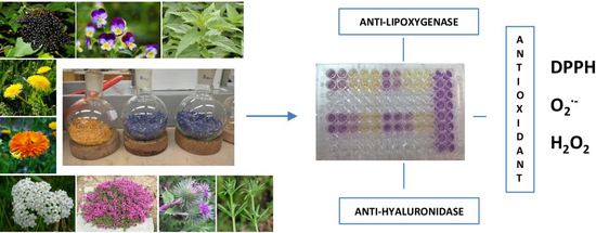 Antioxidants | Free Full-Text | Screening of Antioxidative Properties ...