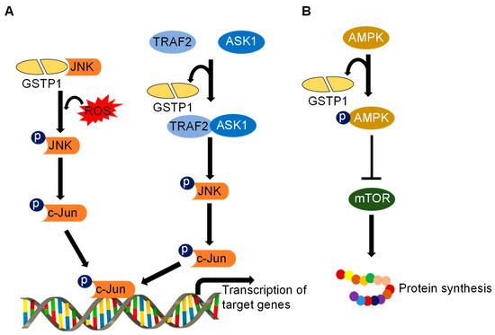 Glutathione S-Transferases in Cancer