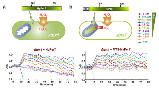 The Mitochondria-to-Cytosol H2O2 Gradient Is Caused by Peroxiredoxin ...