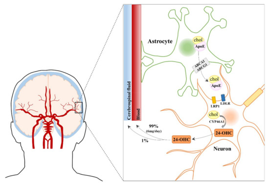 The Controversial Role of 24-S-Hydroxycholesterol in Alzheimer’s Disease