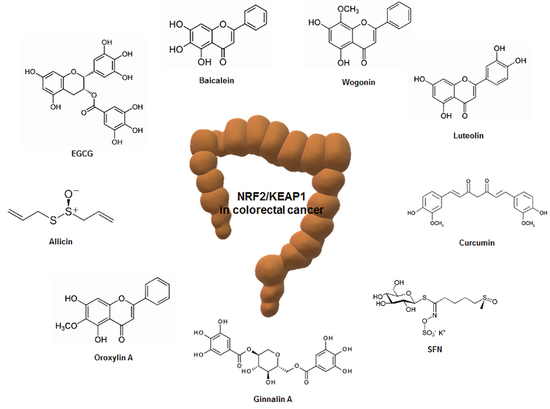 Antioxidants Free Full Text Role Of Oxidative Stress And Nrf2 Keap1