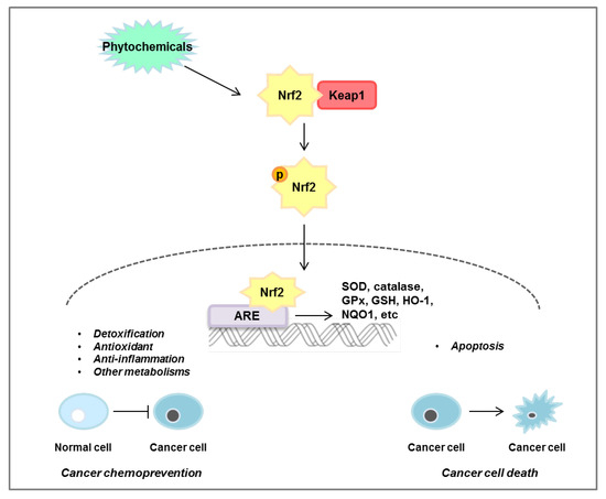 Antioxidants Free Full Text Role Of Oxidative Stress And Nrf2 Keap1