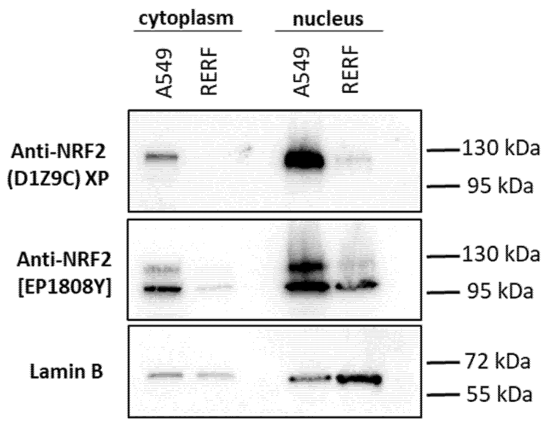 Identification of a Stable, Non-Canonically Regulated Nrf2 Form in Lung ...
