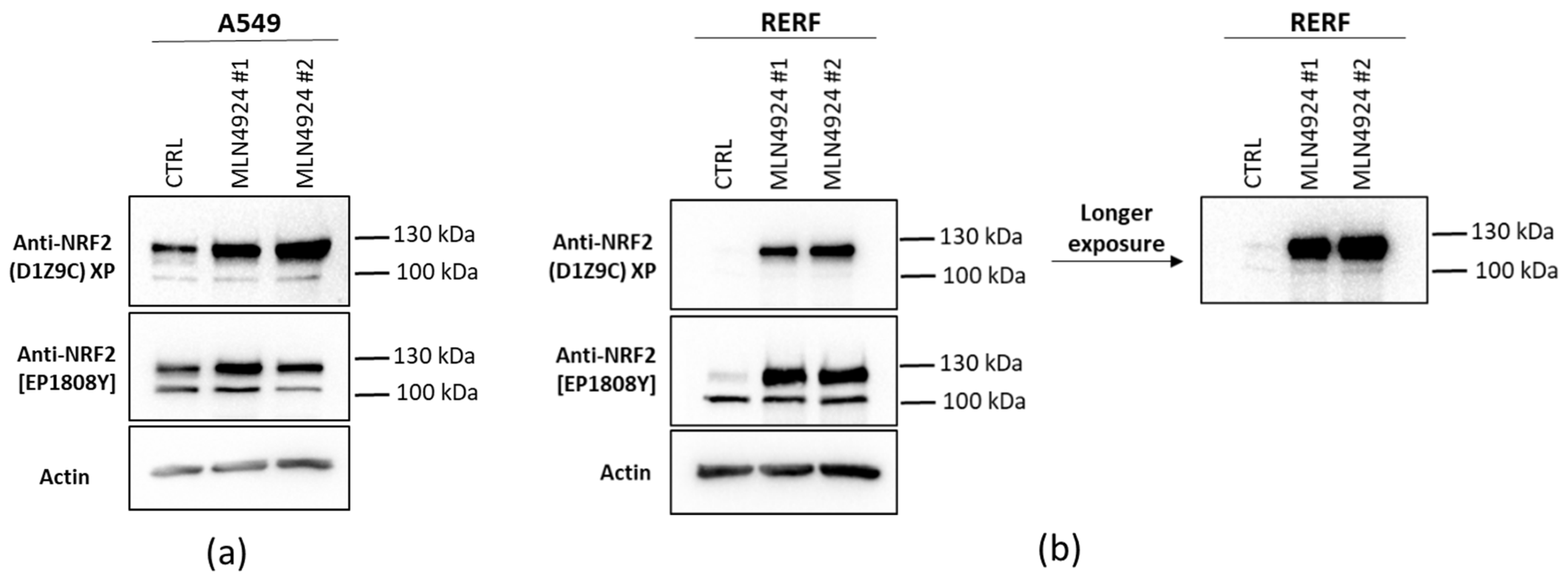 Identification of a Stable, Non-Canonically Regulated Nrf2 Form in Lung ...