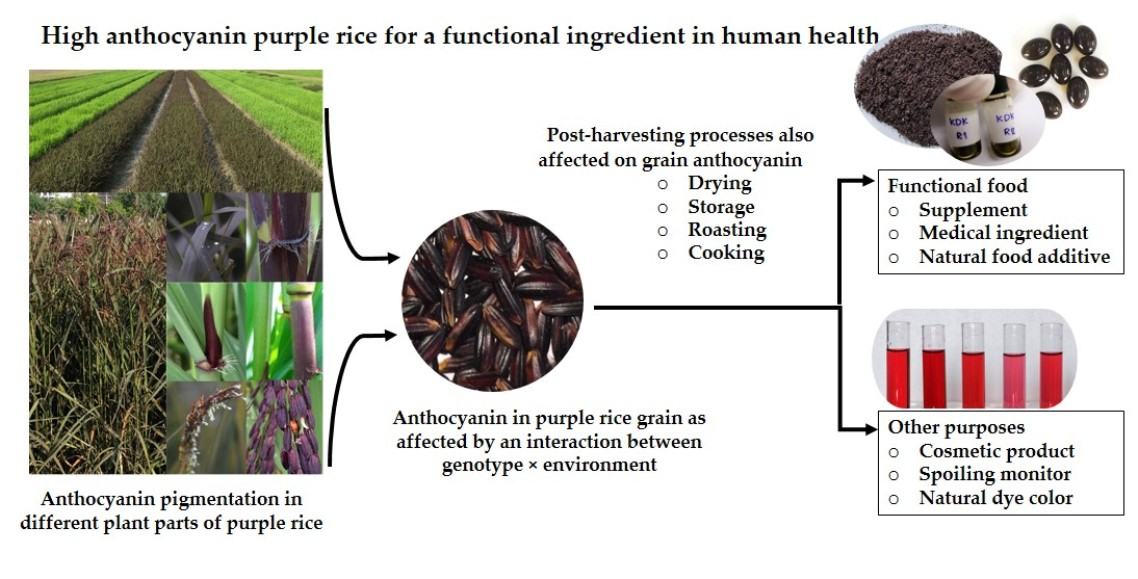 Antioxidants | Free Full-Text | The Potential of High-Anthocyanin ...