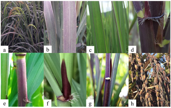 The Potential of High-Anthocyanin Purple Rice as a Functional ...
