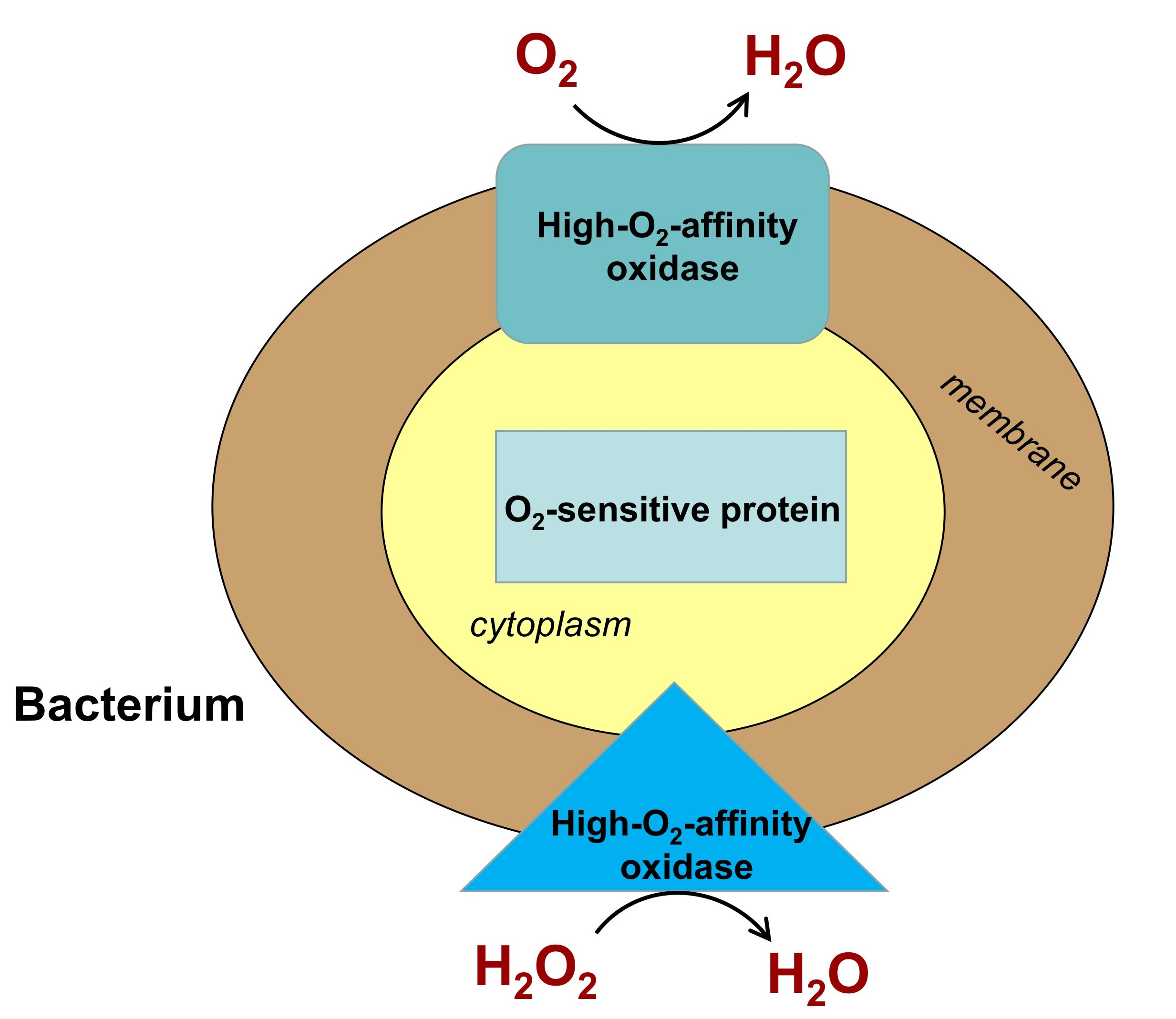Antioxidants | Free Full-Text | ROS Defense Systems and Terminal ...