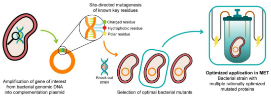 Protein Engineering of Electron Transfer Components from Electroactive ...