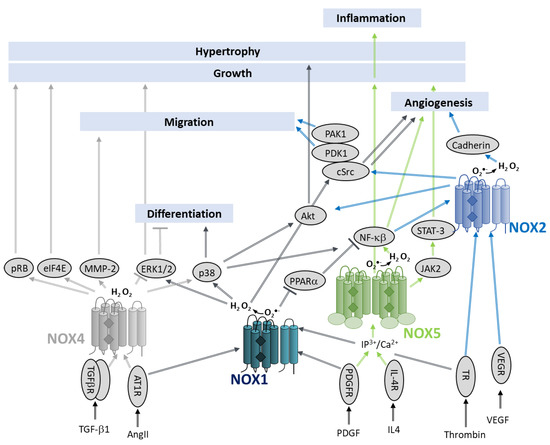 NADPH Oxidases (NOX): An Overview from Discovery, Molecular Mechanisms ...