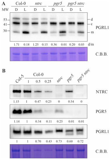 NTRC Effects on Non-Photochemical Quenching Depends on PGR5