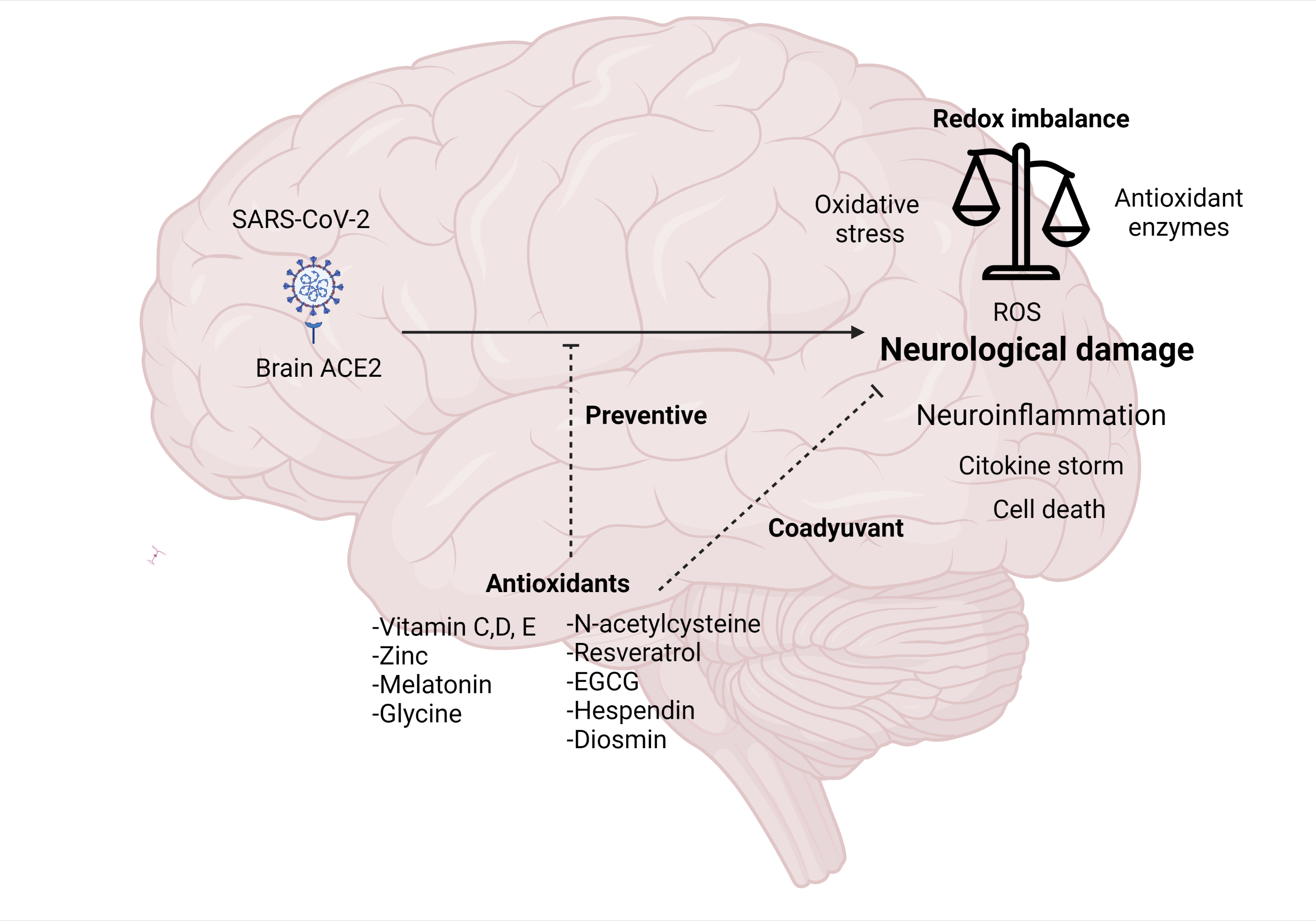 Antioxidants | Free Full-Text | Use of Antioxidants for the Neuro ... Antioxidants | Free Full-Text | Use of Antioxidants for the Neuro ...