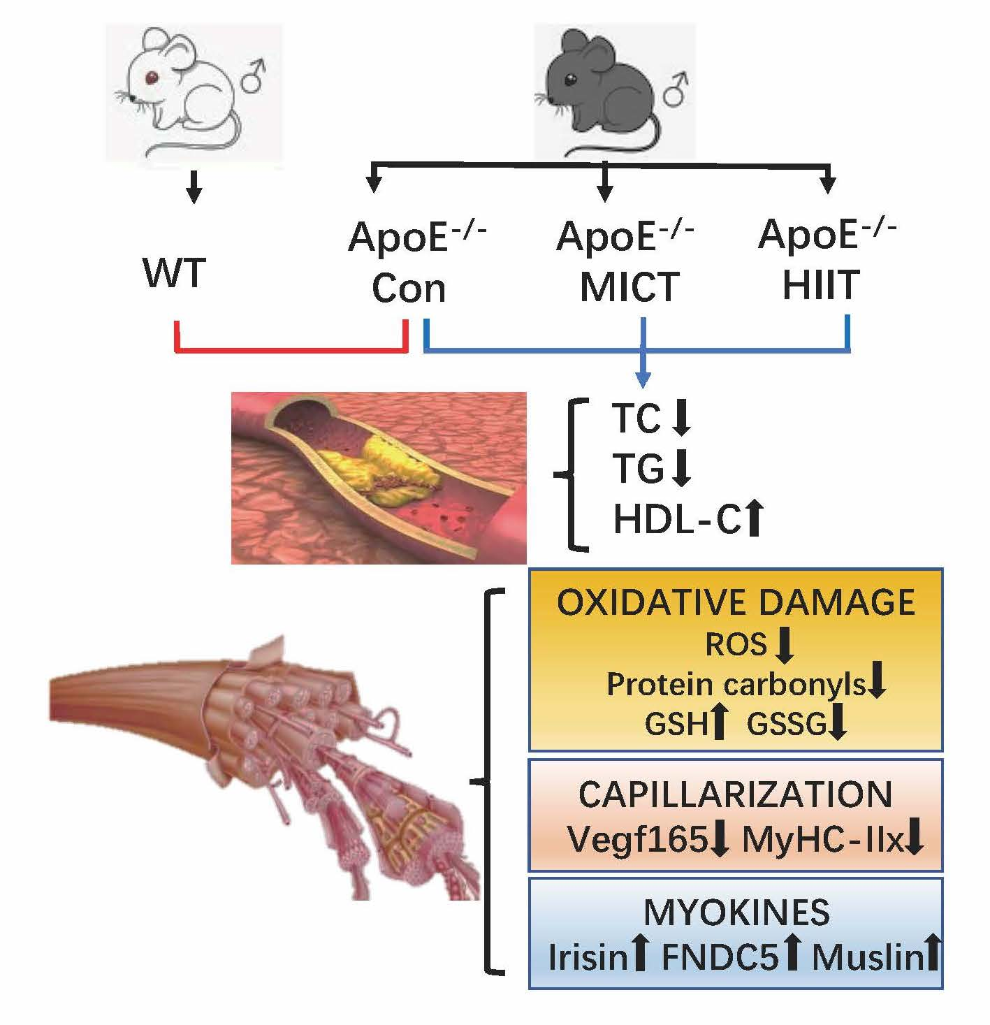 Antioxidants | Free Full-Text | High-Intensity Interval Training and ...