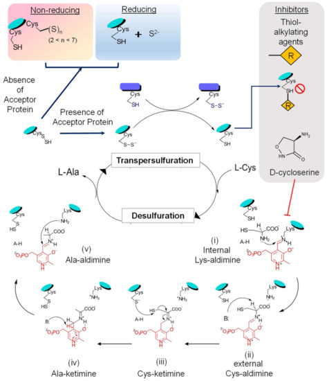 The Multifaceted Bacterial Cysteine Desulfurases: From Metabolism to ...