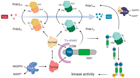 Prdx1 Interacts with ASK1 upon Exposure to H2O2 and Independently of a ...