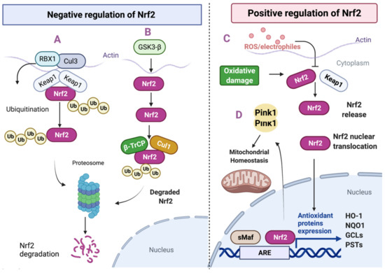 Contribution of the Nrf2 Pathway on Oxidative Damage and Mitochondrial Failure in Parkinson and ...