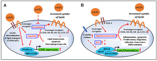 Oxidized LDLs as Signaling Molecules