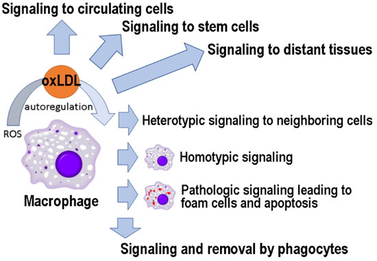 Oxidized LDLs as Signaling Molecules